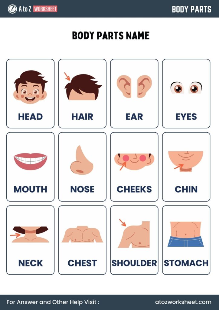 Body Parts Chart For Kids Printable - Template Free Printable