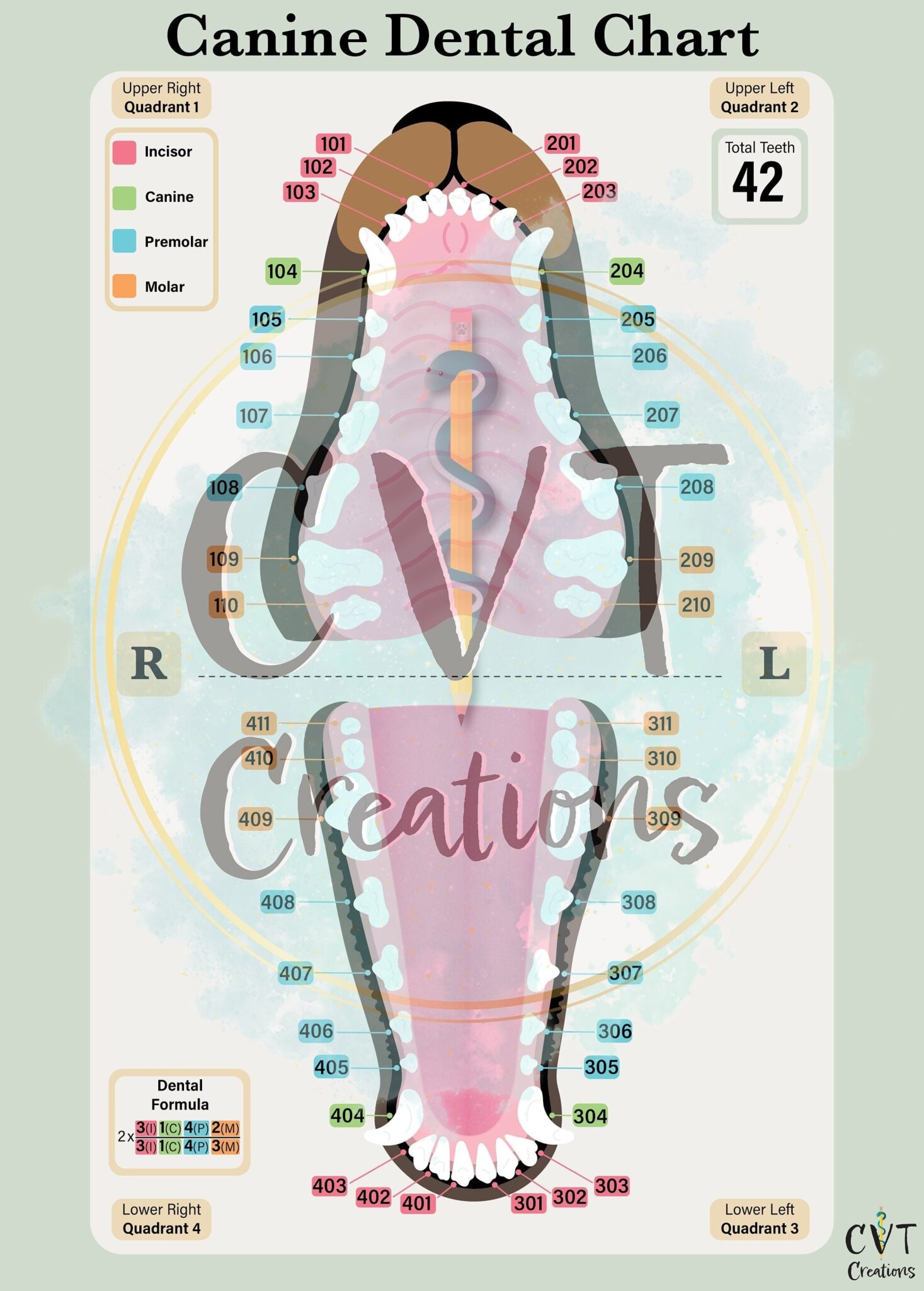 Printable Canine Dental Chart - Template Free Printable