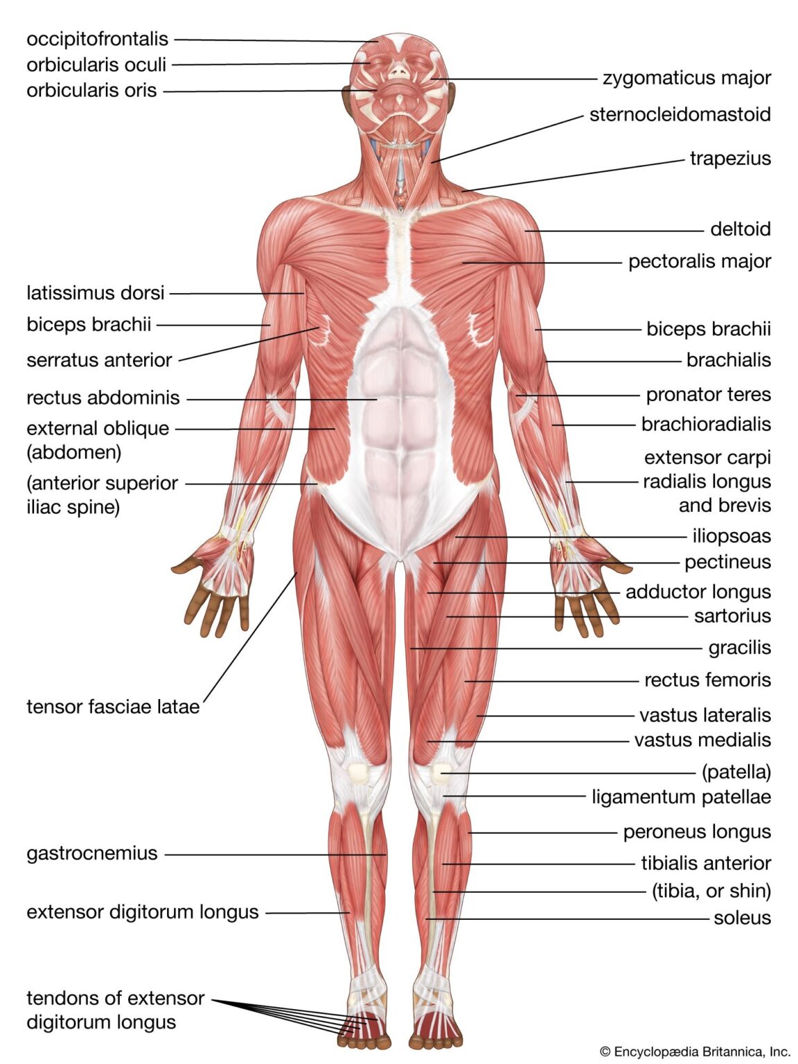 Printable Muscle Anatomy Chart - Template Free Printable