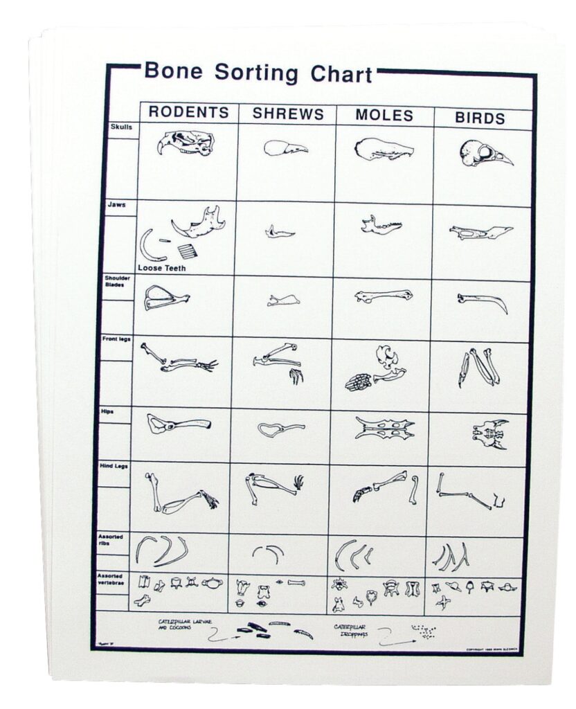 Free Printable Owl Pellet Bone Chart - Template Free Printable