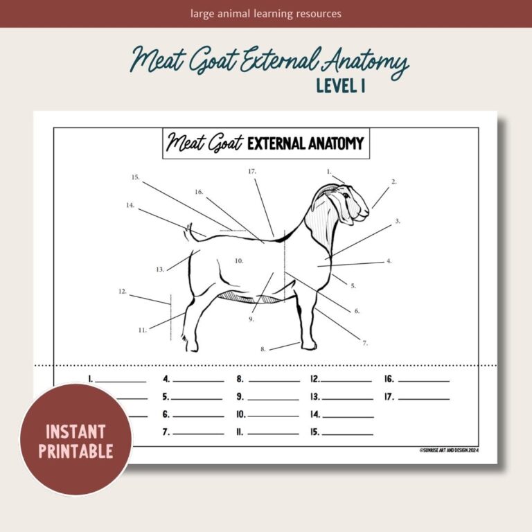Printable Goat Anatomy Chart - Template Free Printable