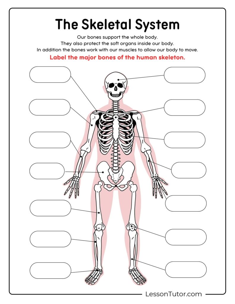Printable Human Bone Chart - Template Free Printable